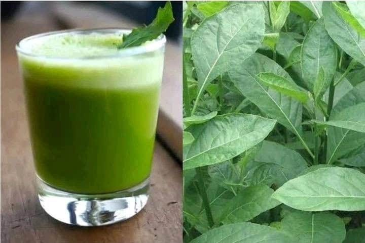Is It Good To Drink Bitter Leaf Every Day? Benefits And Risks