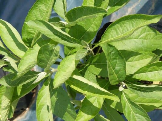 Is It Good To Drink Bitter Leaf Every Day? Benefits And Risks