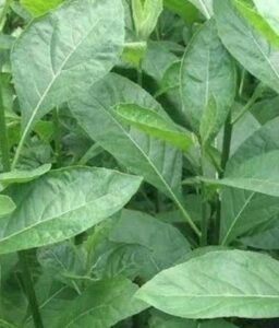 Is It Good To Drink Bitter Leaf Every Day? Benefits And Risks